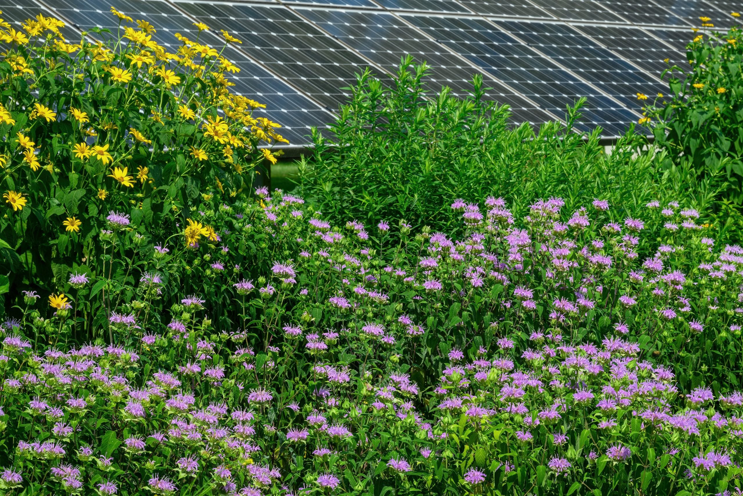 Wisconsin’s SolarShare: A Co-op Model for Local Clean Power — Episode ...